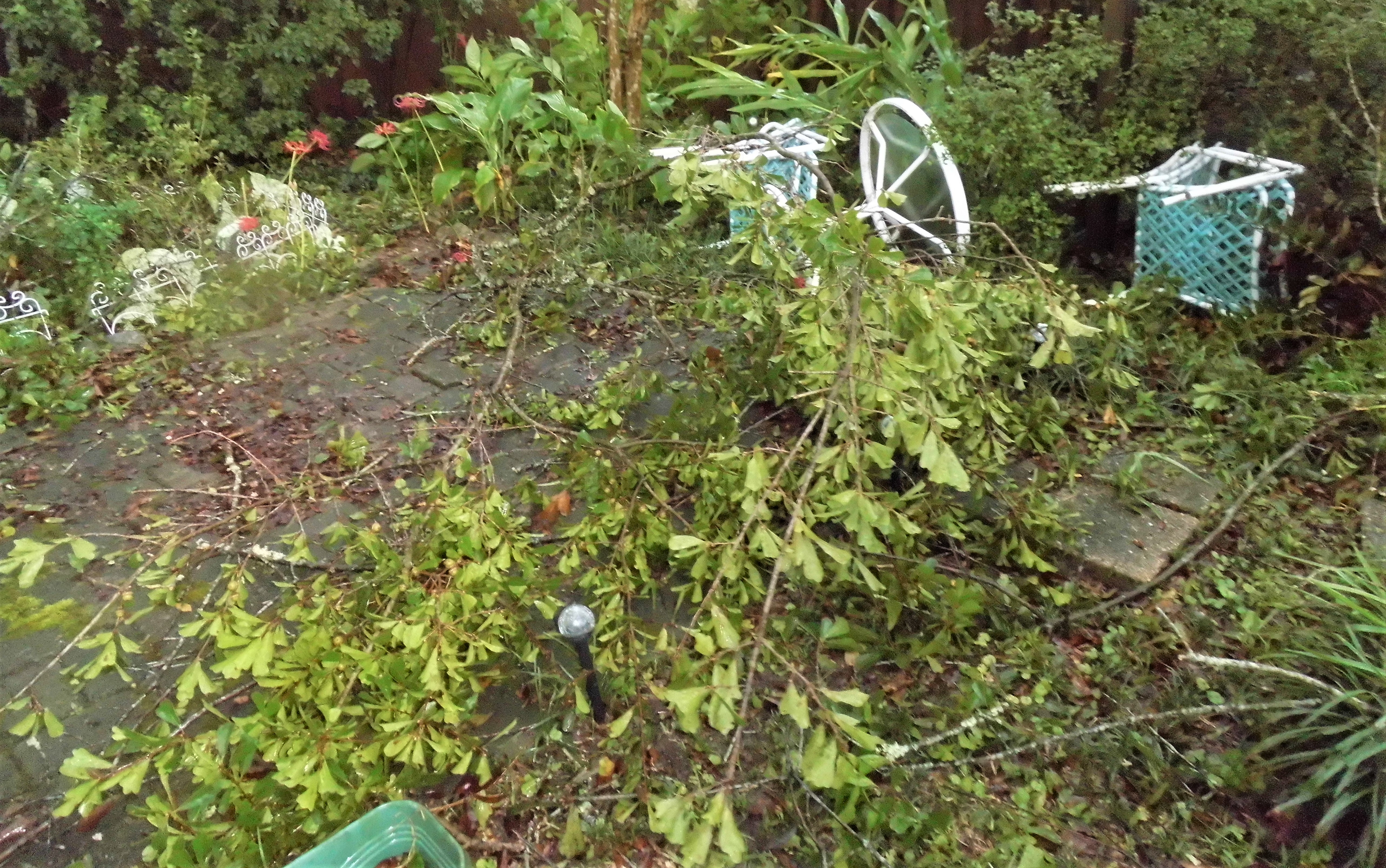 SIX ON SATURDAY: HURRICANE SALLY AFTERMATH | Dottie Lovelady Rogers